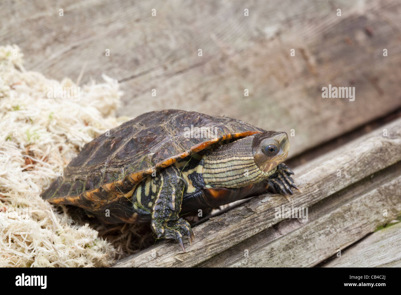Spanish Stripe-necked Turtle (Mauremys leprosa). On land, front view ...