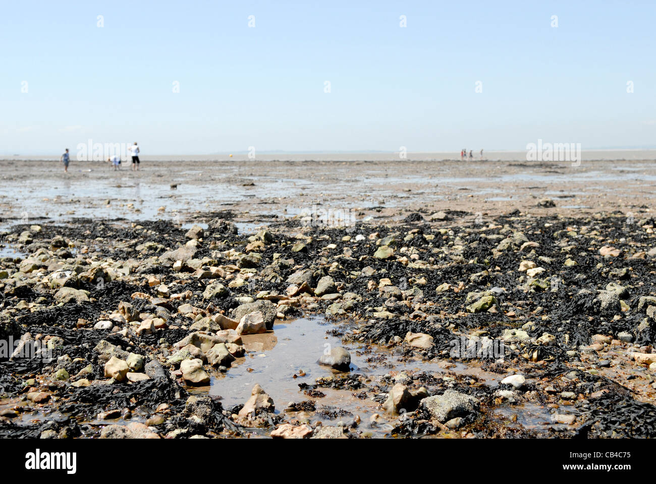 Pebbled beach at low tide in Whitstable, Kent, England Stock Photo - Alamy