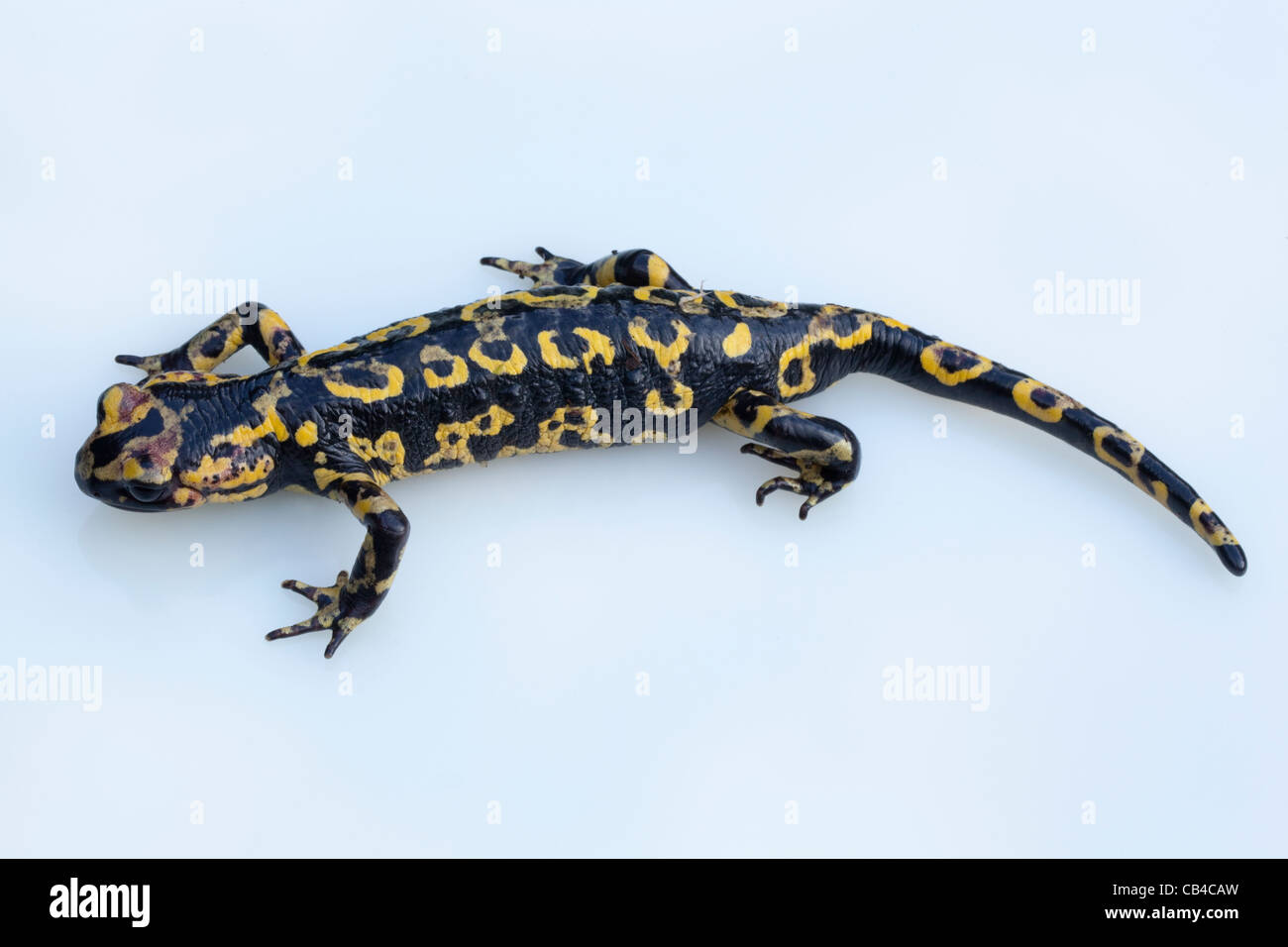 Salamandra s salamandra hi-res stock photography and images - Alamy