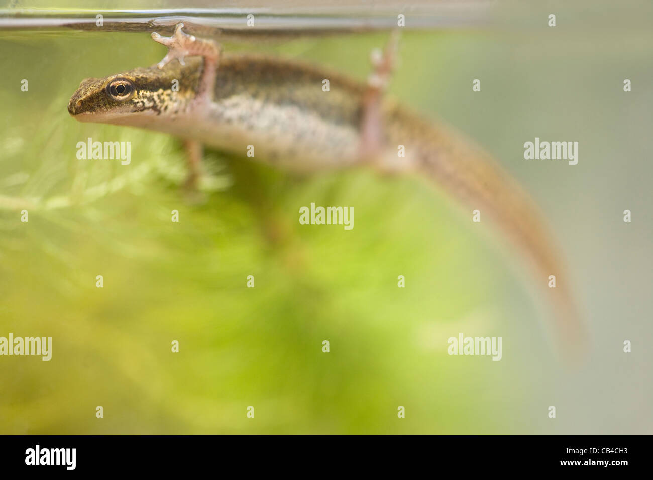 Palmate Newt Lissotriton (Triturus) helvetica. adult female, under ...