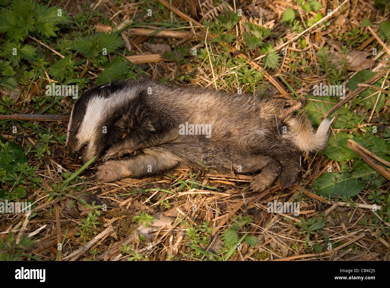 Badger death hi-res stock photography and images - Alamy