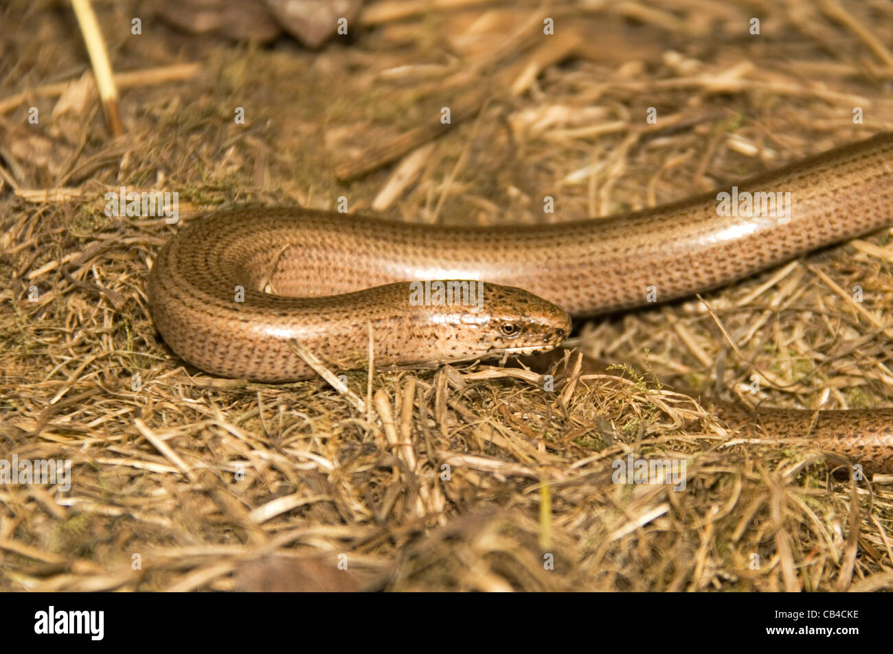 Male Slow Worm (Anguis fragilis) on a nature reserve in the ...