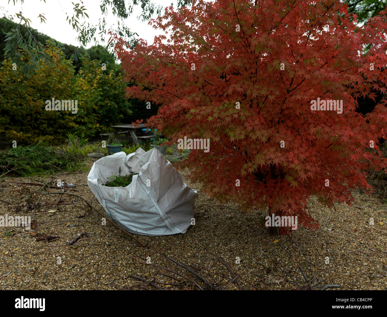 Garden Waste In Bag After Pruning Trees And Bushes Next To An Acer Tree ...