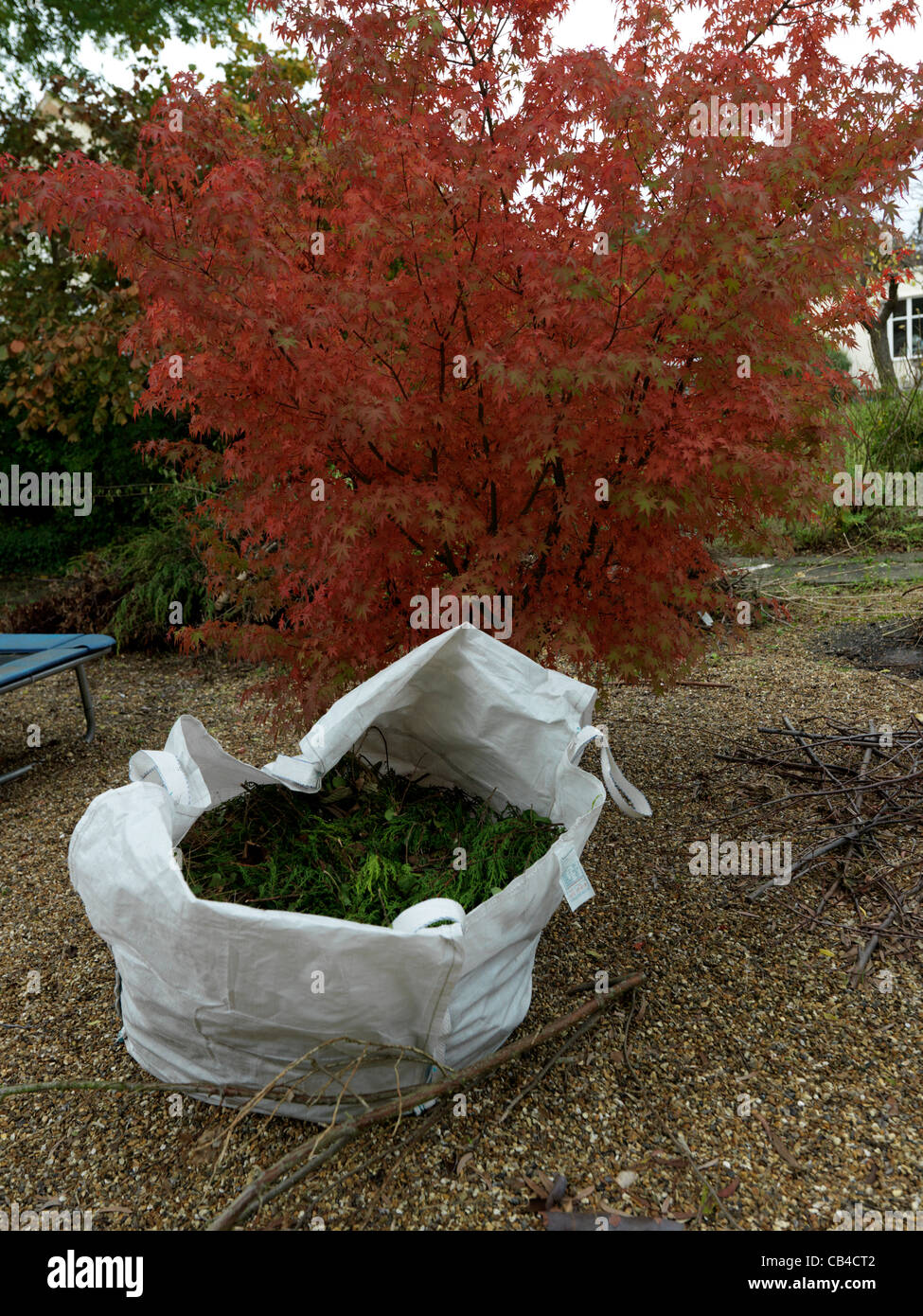 Garden Waste In Bag After Pruning Trees And Bushes Next To An Acer Tree ...