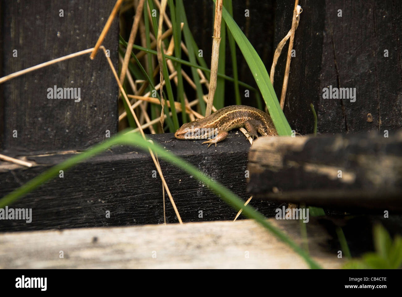 Common Lizard female (Zootoca vivipara) on a nature reserve in the ...