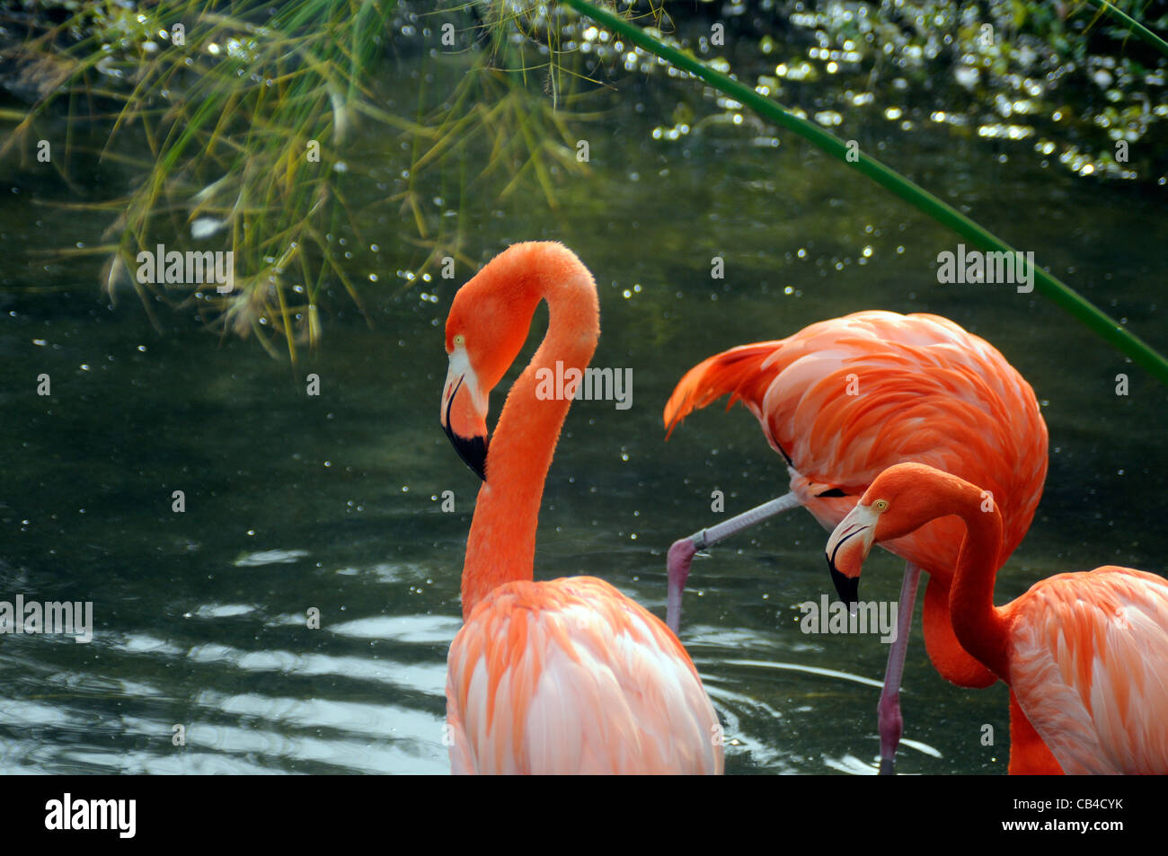 Flamingo family birds family hi-res stock photography and images - Alamy
