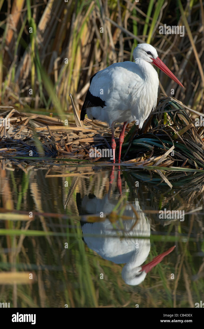 Goat marsh hi-res stock photography and images - Alamy