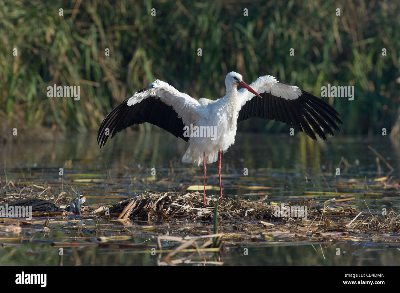 Black stork wings hi-res stock photography and images - Alamy