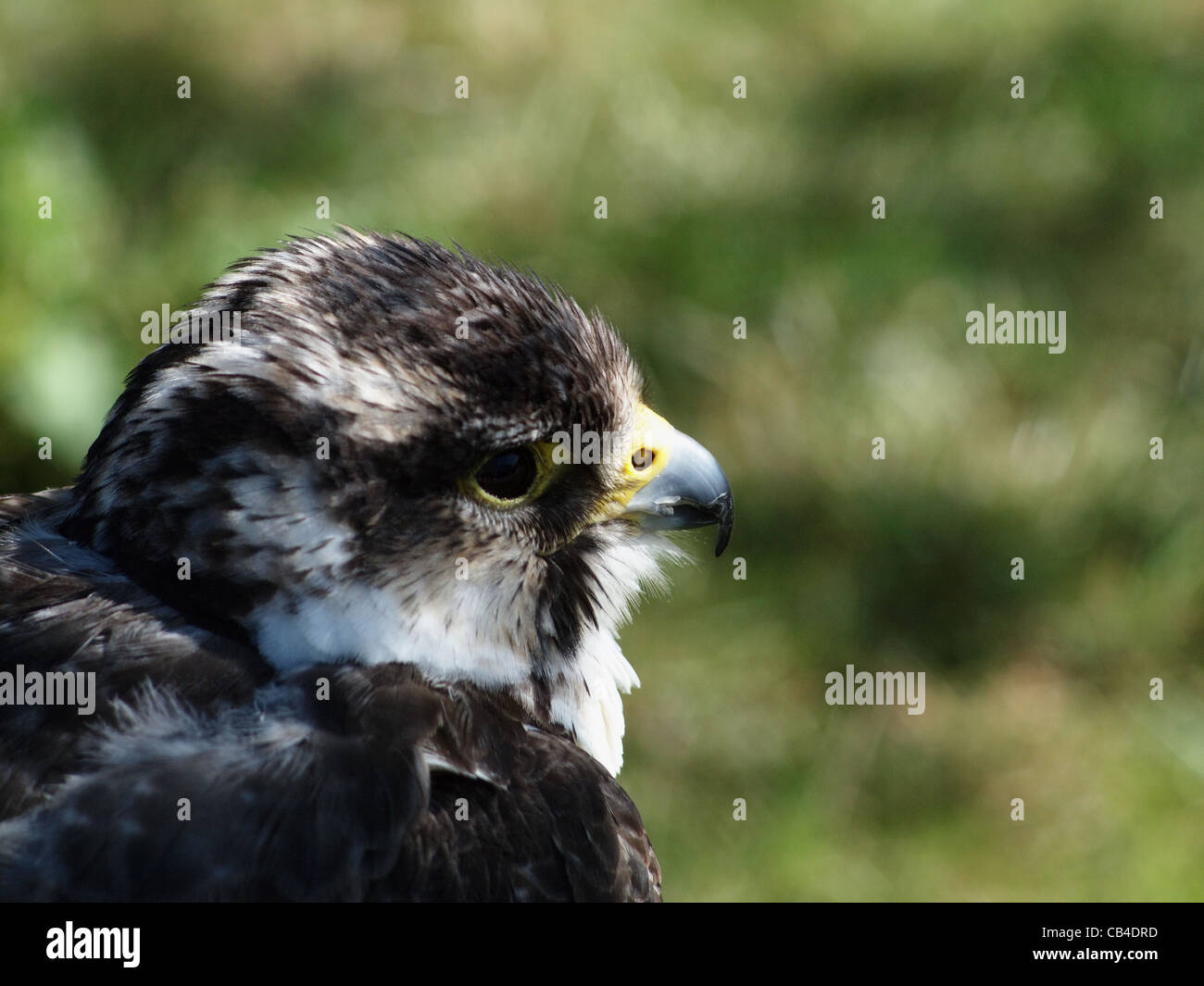 Peregrine saker falcon hi-res stock photography and images - Alamy