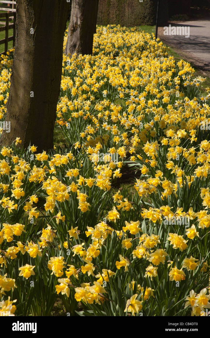 Golden daffodils hi-res stock photography and images - Alamy