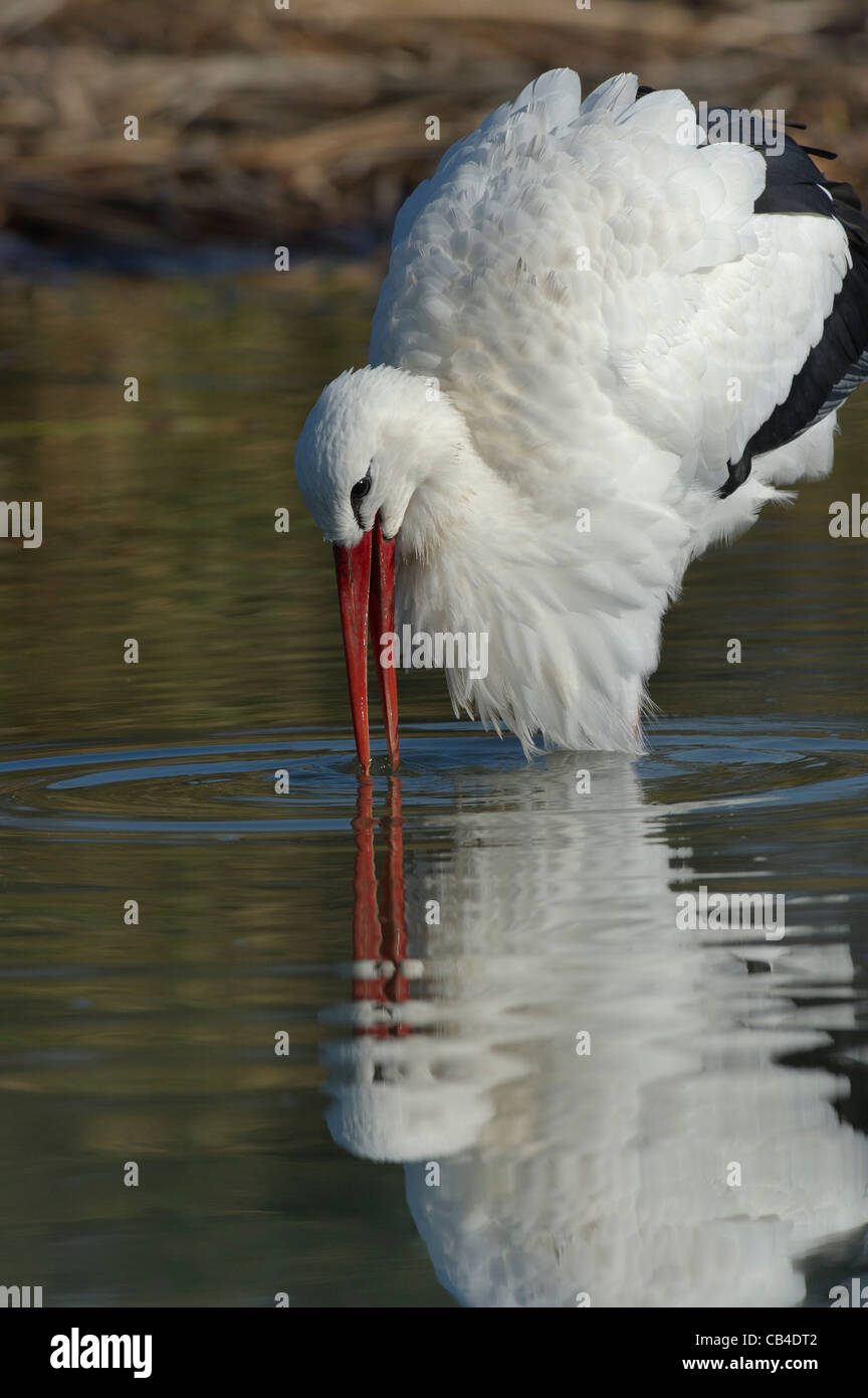 a White Stork drinking water Stock Photo - Alamy