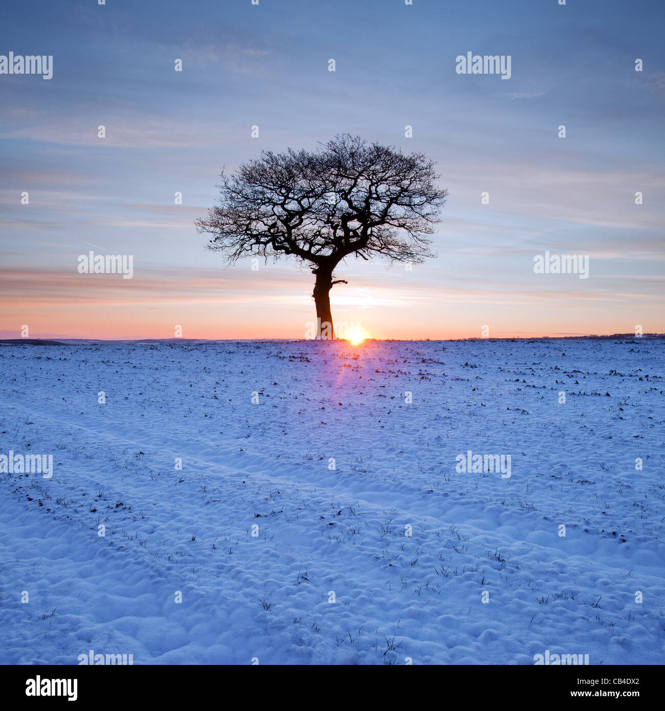 A single tree in a field at sunrise Stock Photo - Alamy