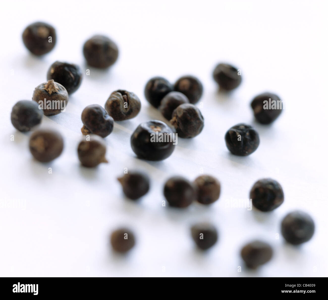 Still: Juniper berries Stock Photo - Alamy