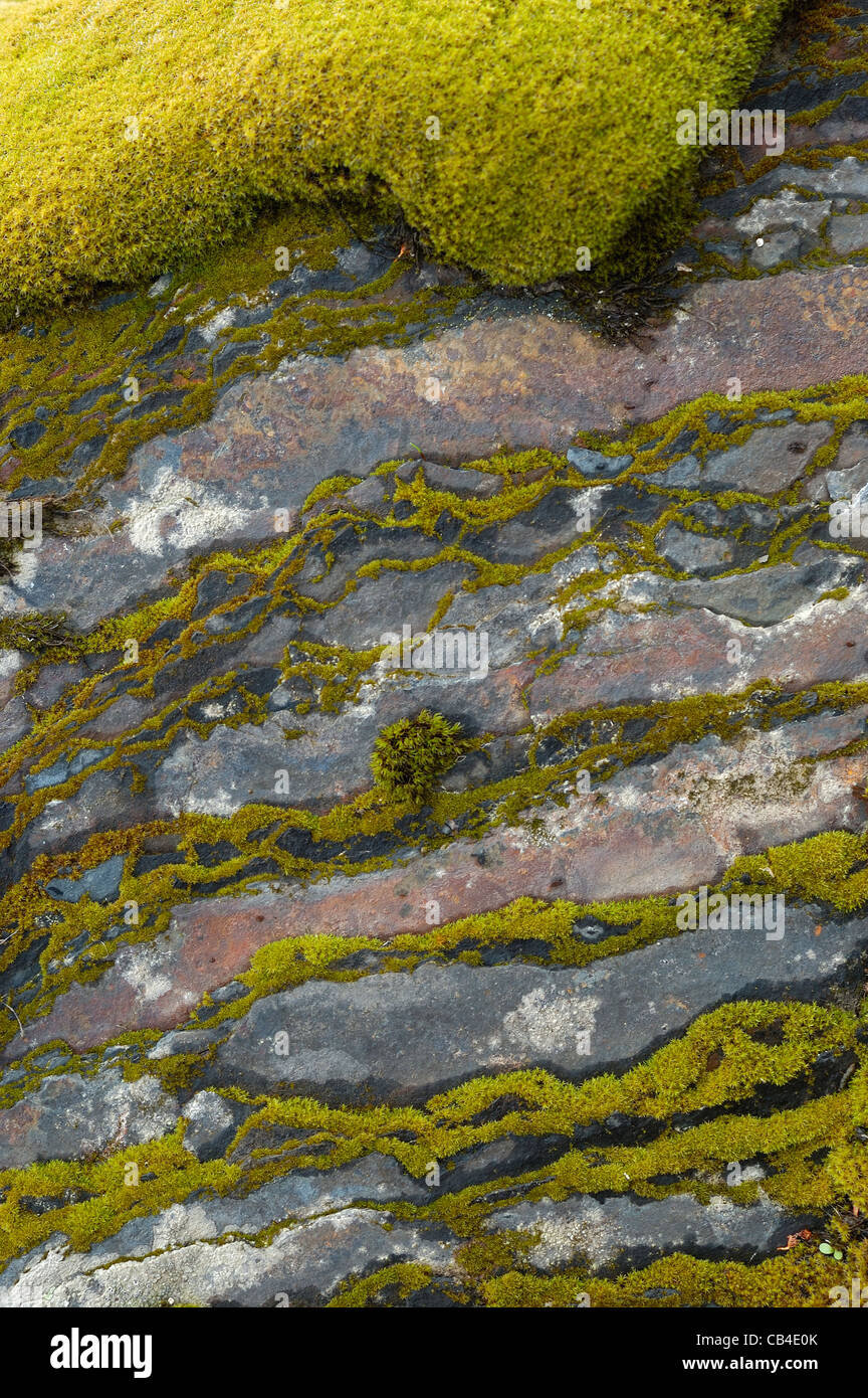 Moss covering a stone Stock Photo - Alamy