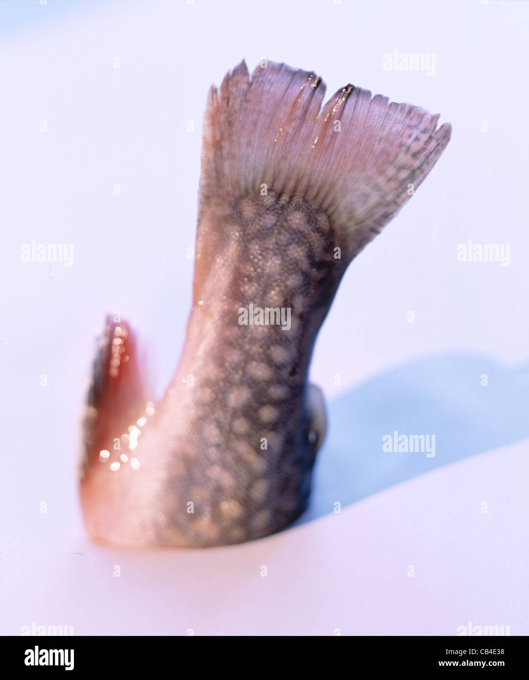 Still: Brook trout Stock Photo - Alamy