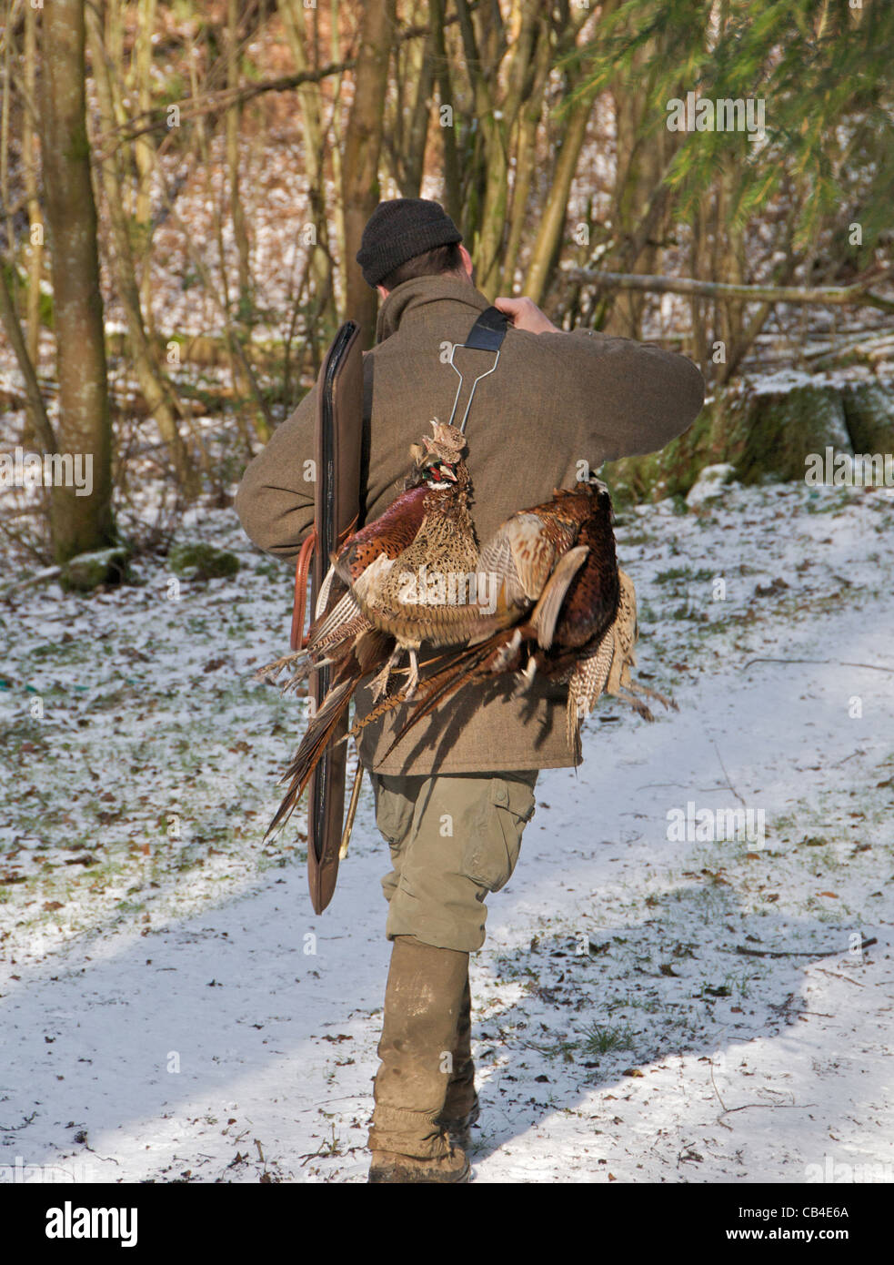 Game pheasant hi-res stock photography and images - Alamy