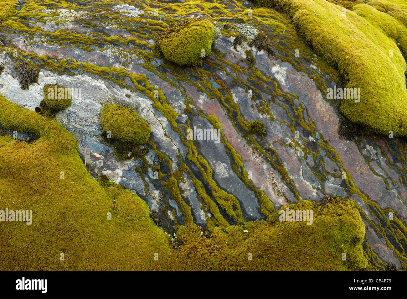 Moss covering a stone Stock Photo - Alamy