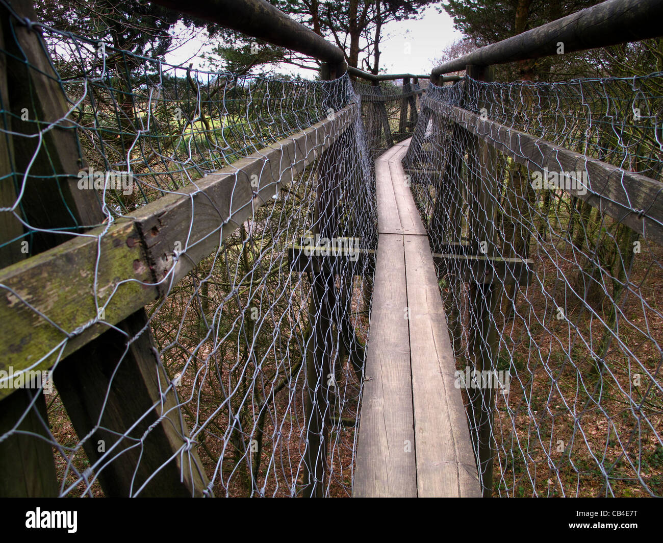 High level treetop timber walkway Stock Photo - Alamy