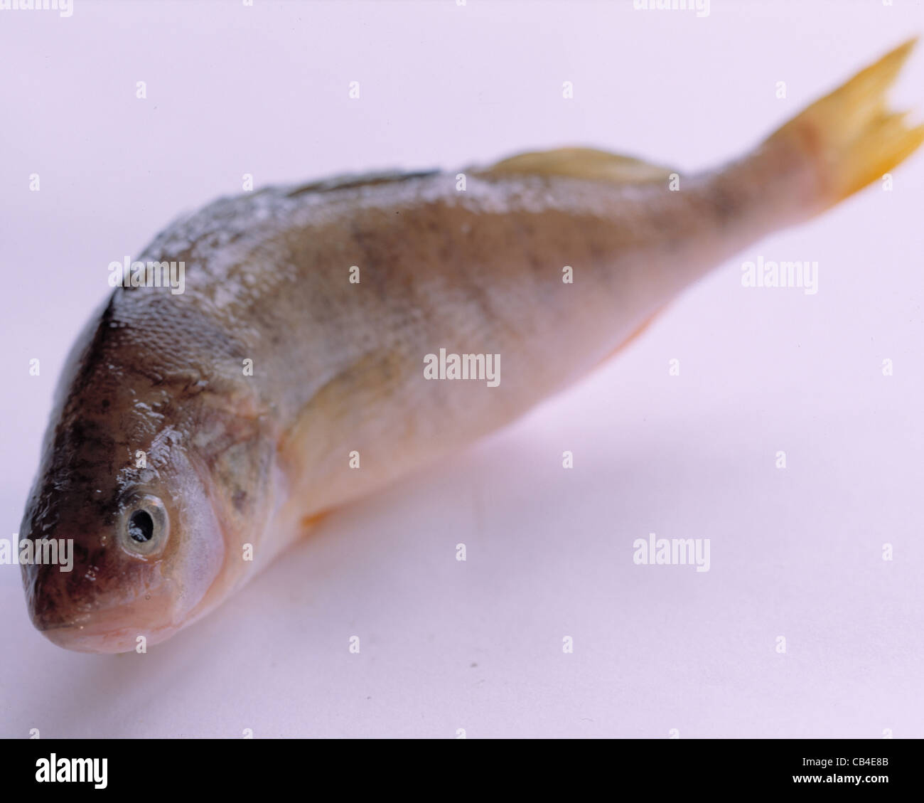 Egli fish hi-res stock photography and images - Alamy