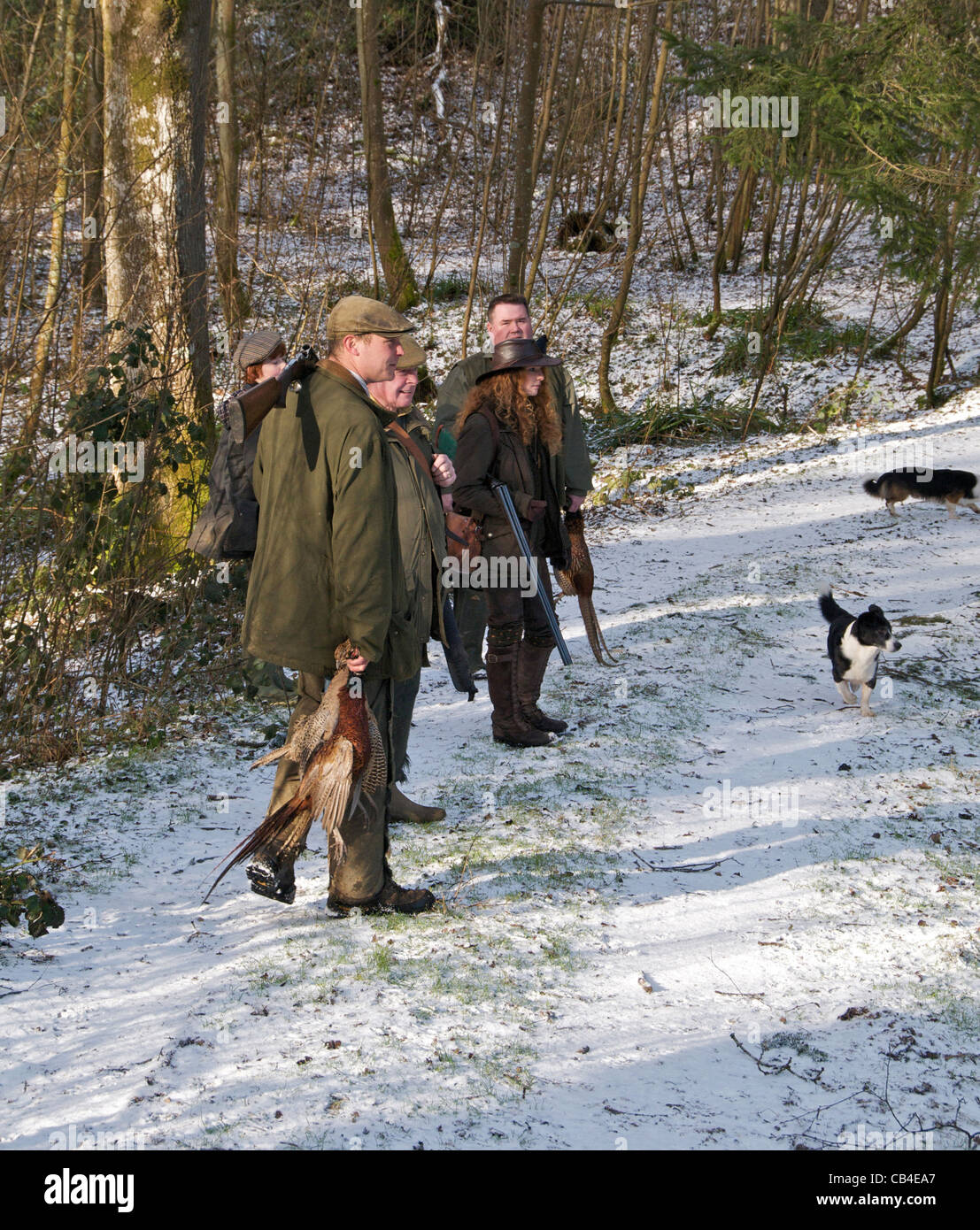 Pheasant game shoot in winter UK Stock Photo - Alamy