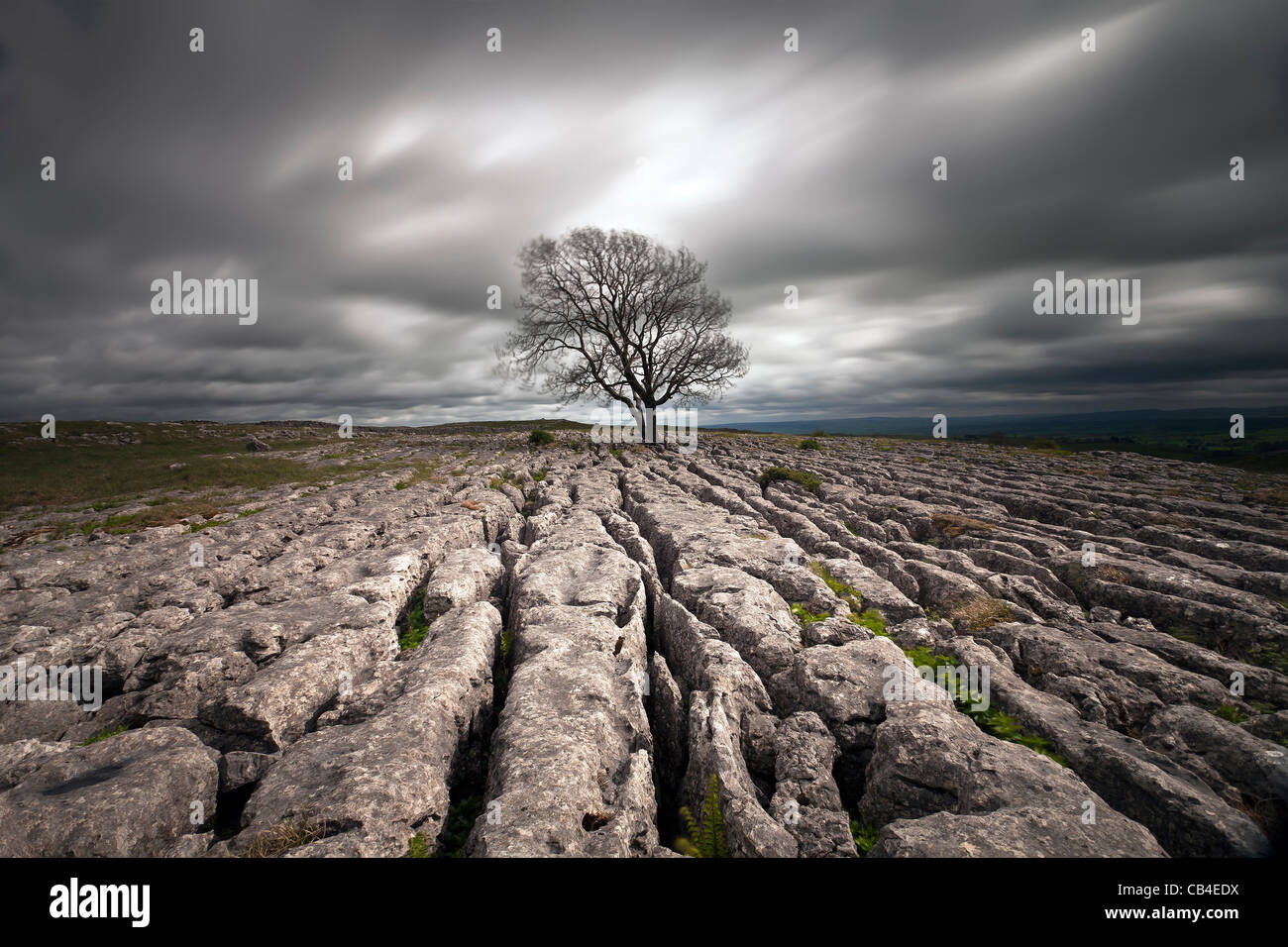 Alone tree in the Yorkshire Dales Stock Photo - Alamy