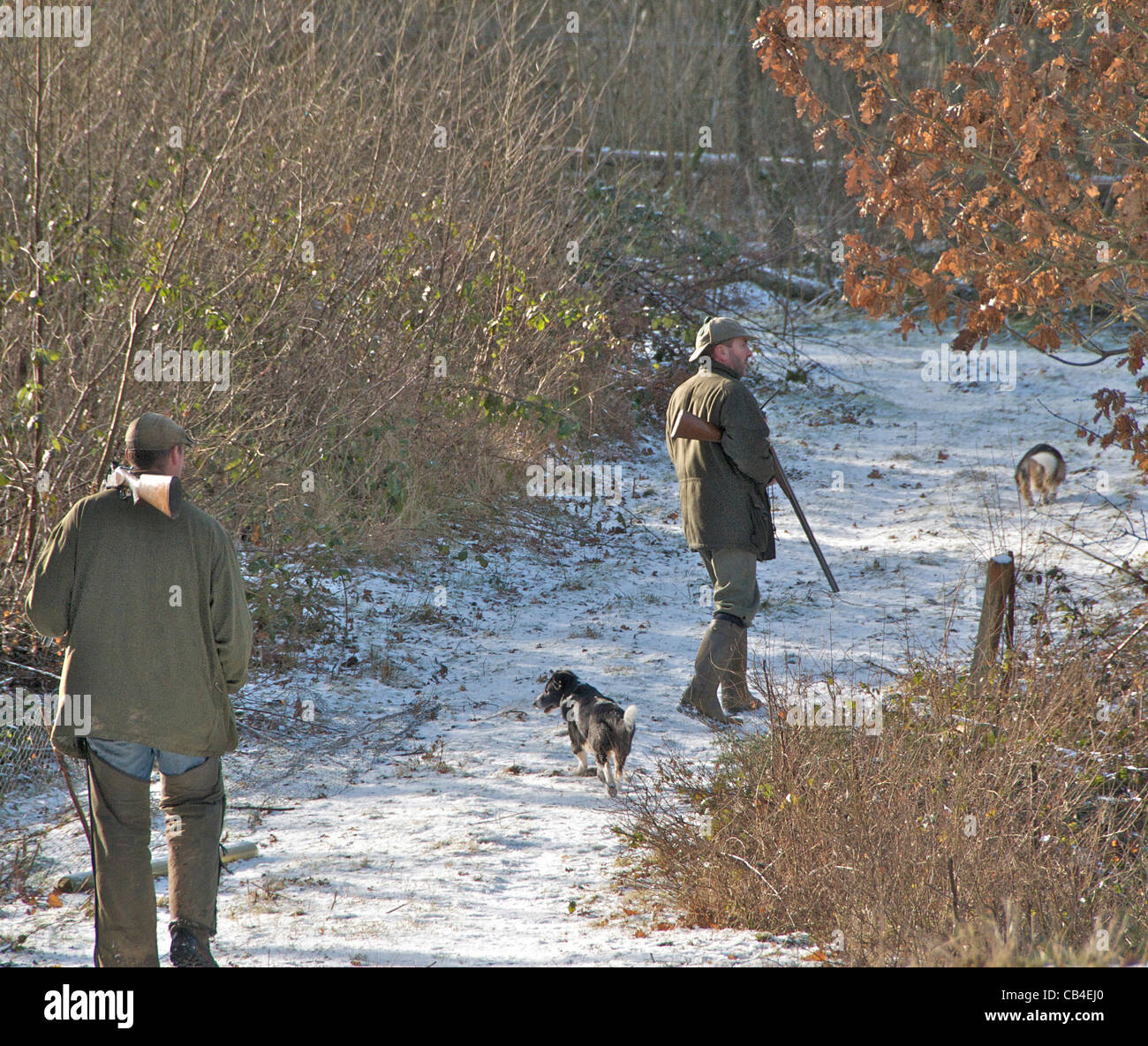 Pheasant game shoot in winter UK Stock Photo - Alamy