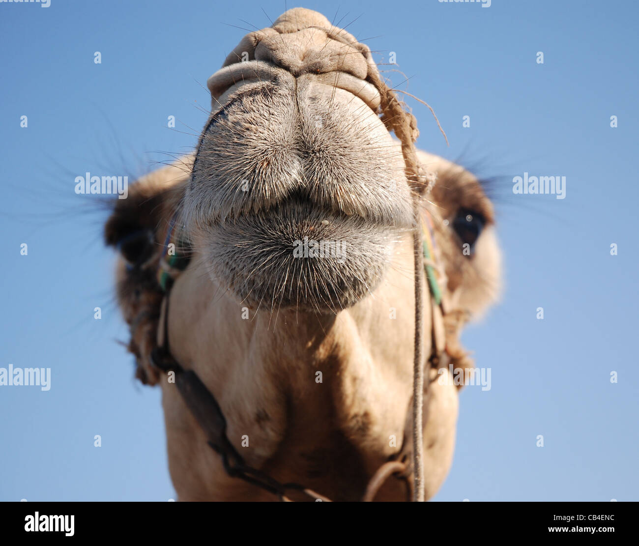Egyptian camel hi-res stock photography and images - Alamy