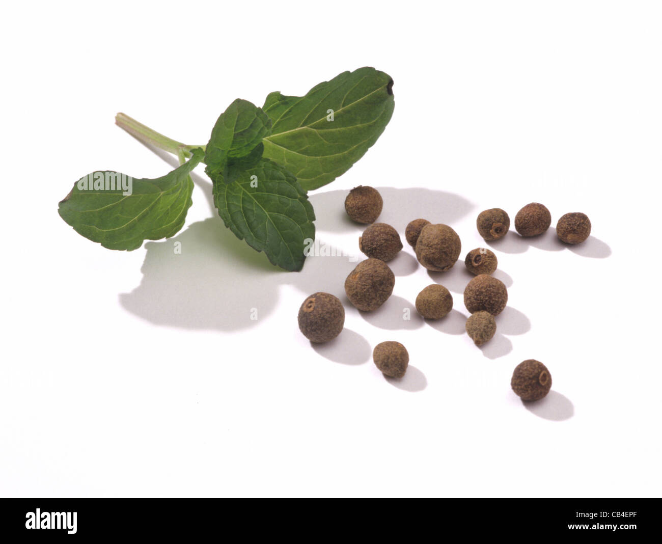 Cut out: Peppermint allspice Stock Photo - Alamy
