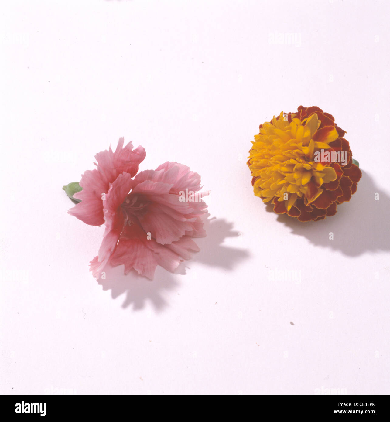 Cut out: Carnation Stock Photo - Alamy