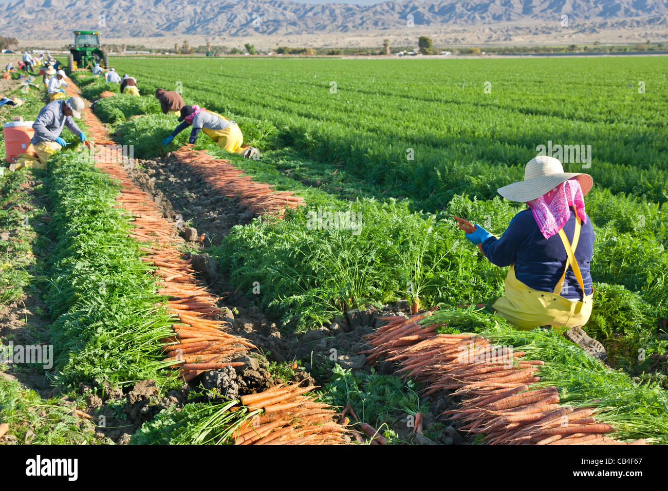 Harvest Field Workers