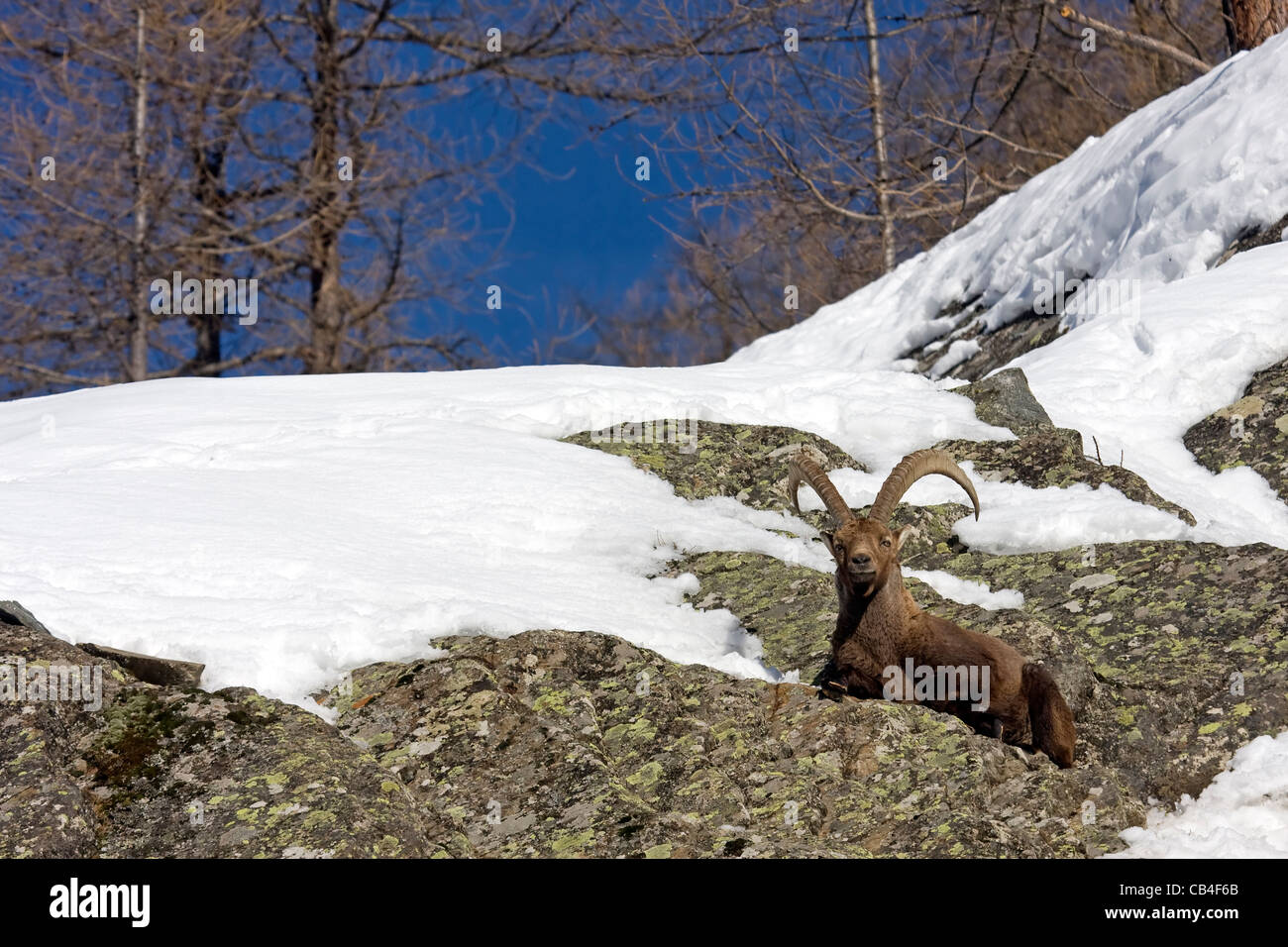 Alpine ibex (Capra ibex Stock Photo - Alamy