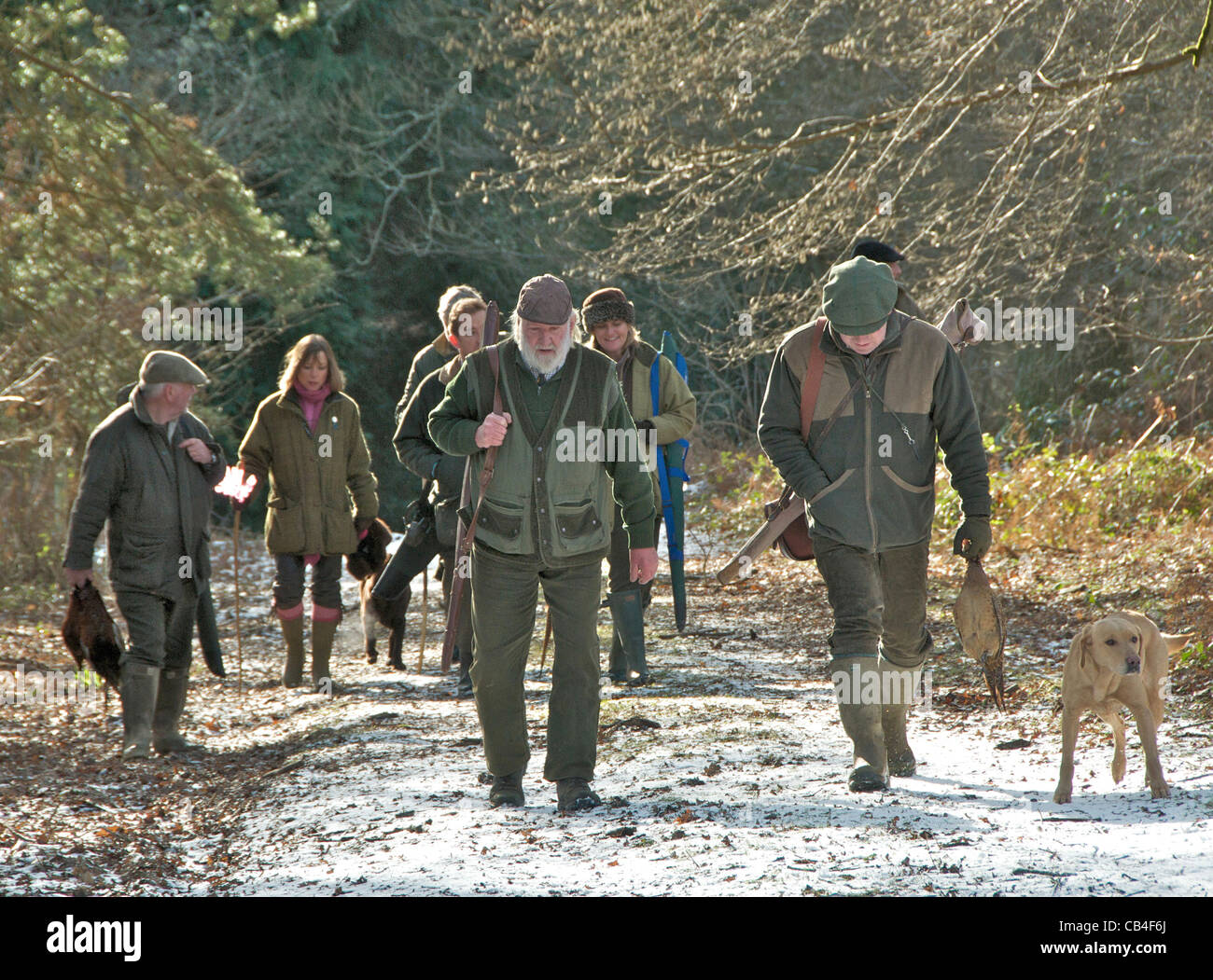 Pheasant game shoot in winter UK Stock Photo - Alamy