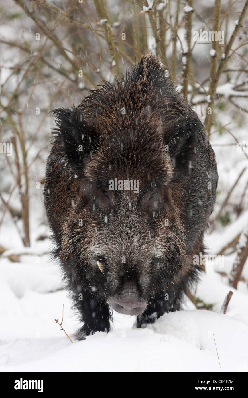 Wild boar (Sus scrofa Stock Photo - Alamy