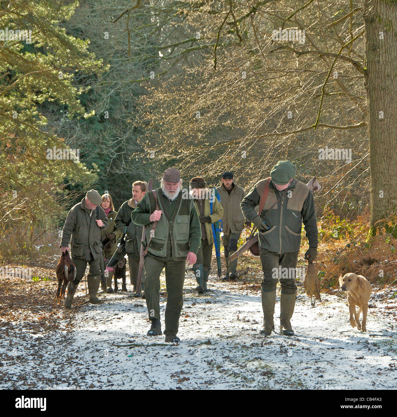 Pheasant game shoot in winter UK Stock Photo - Alamy