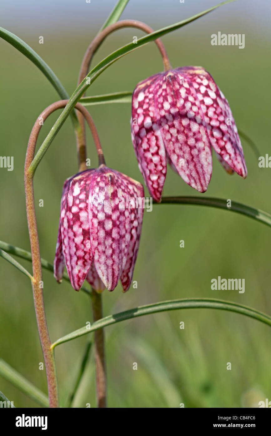 Checkered daffodils (Fritillaria meleagris Stock Photo - Alamy