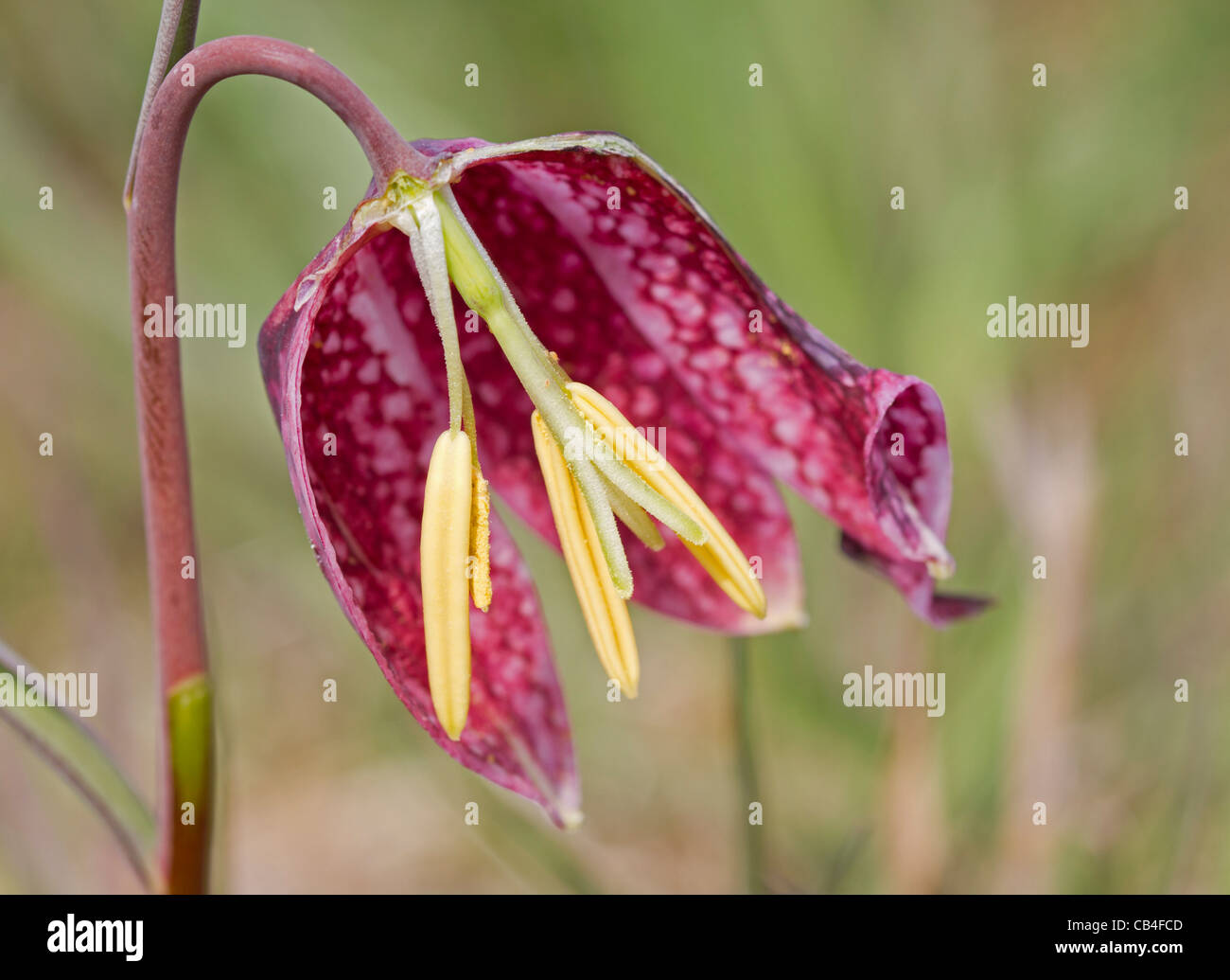 Checkered daffodil (Fritillaria meleagris Stock Photo - Alamy