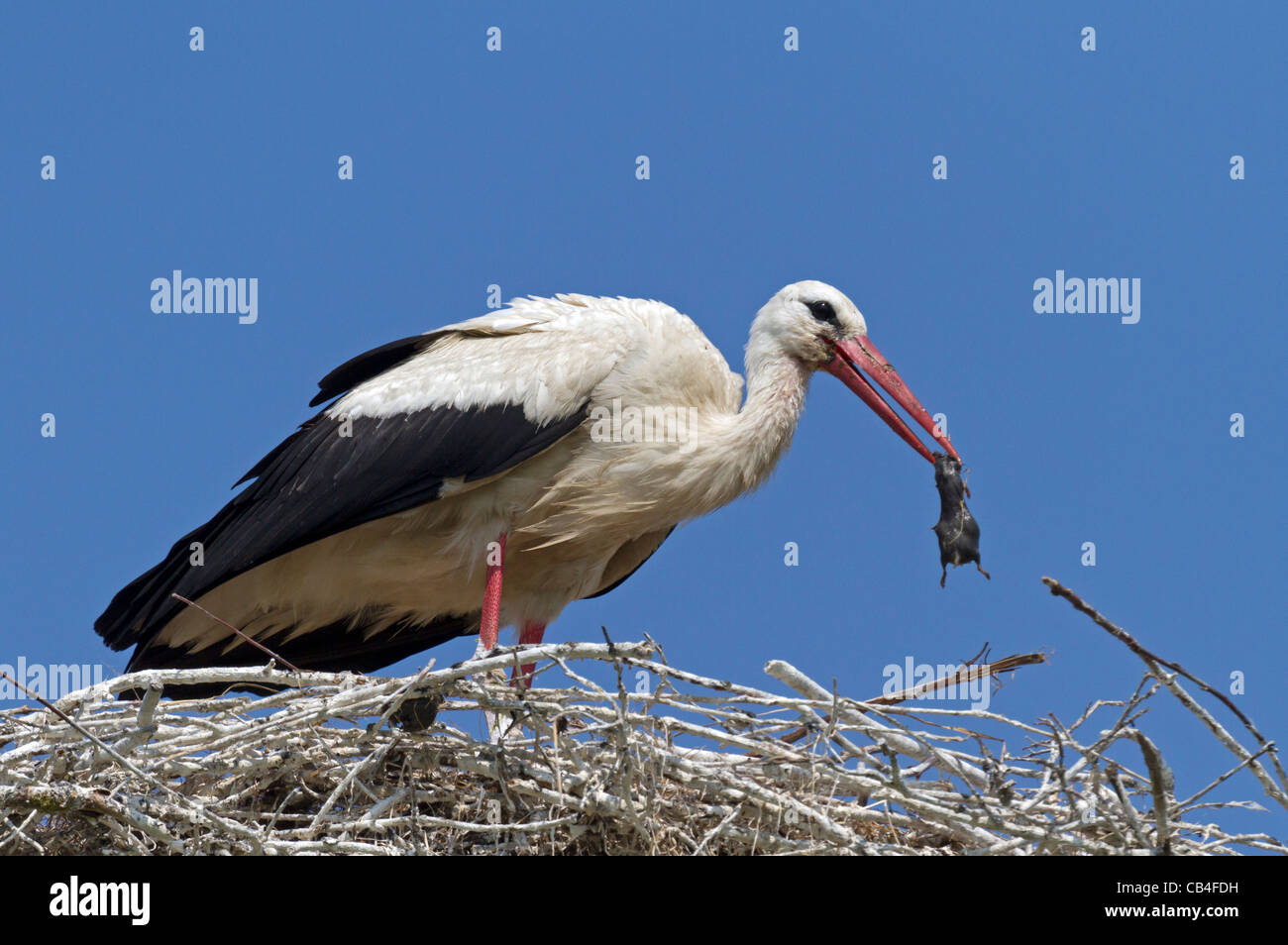 White stork with rat (Ciconia ciconia Stock Photo - Alamy