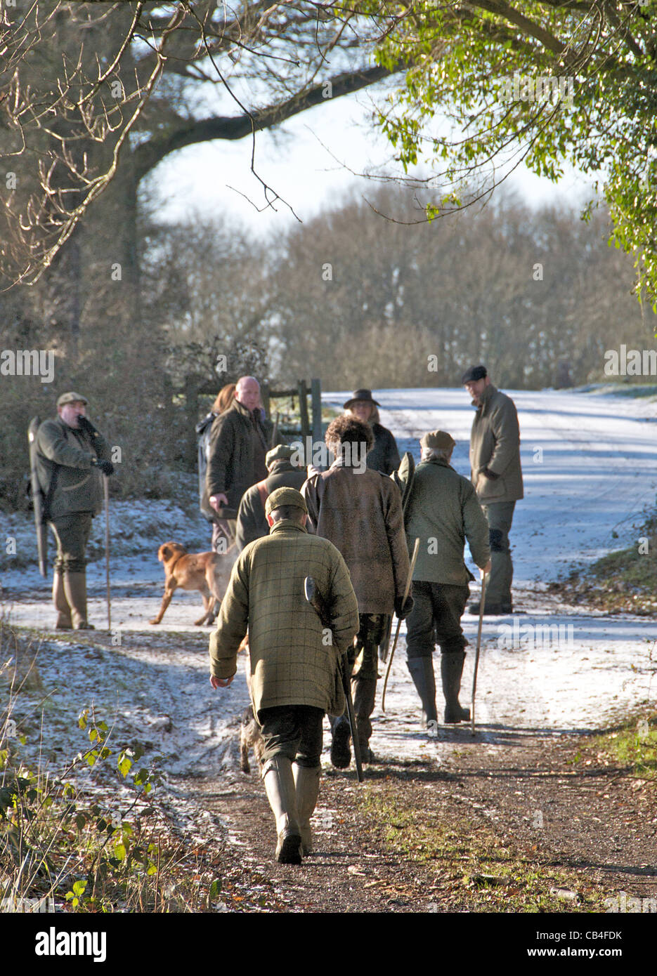 Pheasant game shoot in winter UK Stock Photo - Alamy