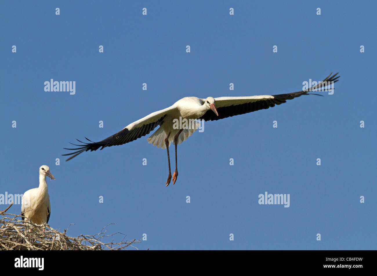 Flying rat hi-res stock photography and images - Alamy
