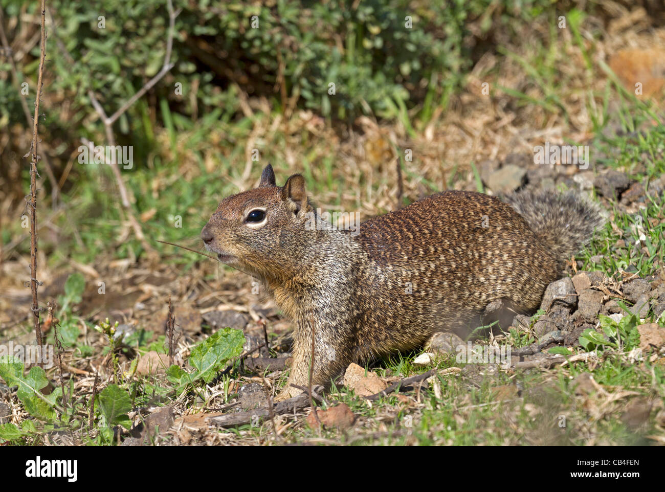 Marmotini hi-res stock photography and images - Alamy