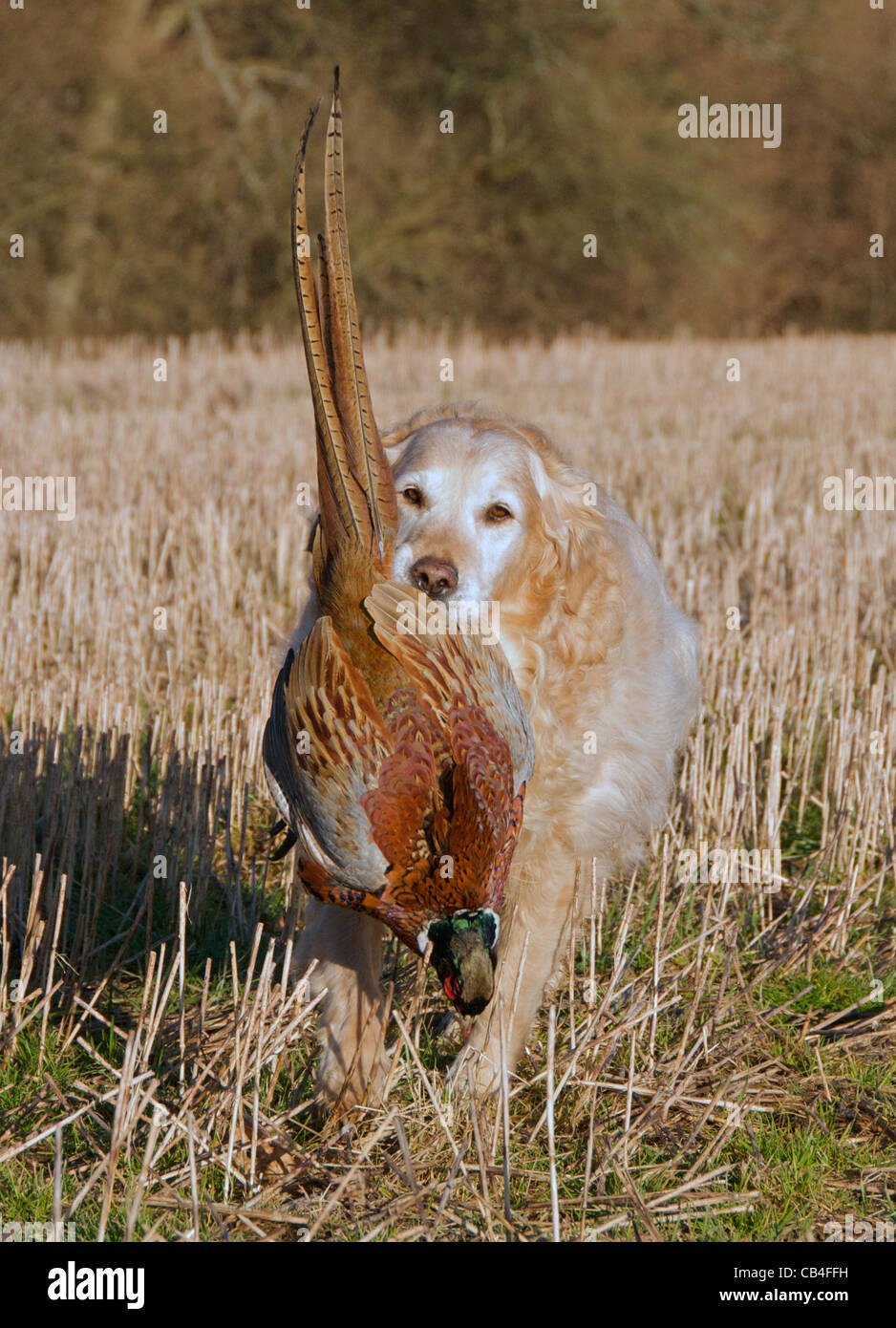 Pheasant game shoot in UK dog retrieving pheasant Stock Photo - Alamy