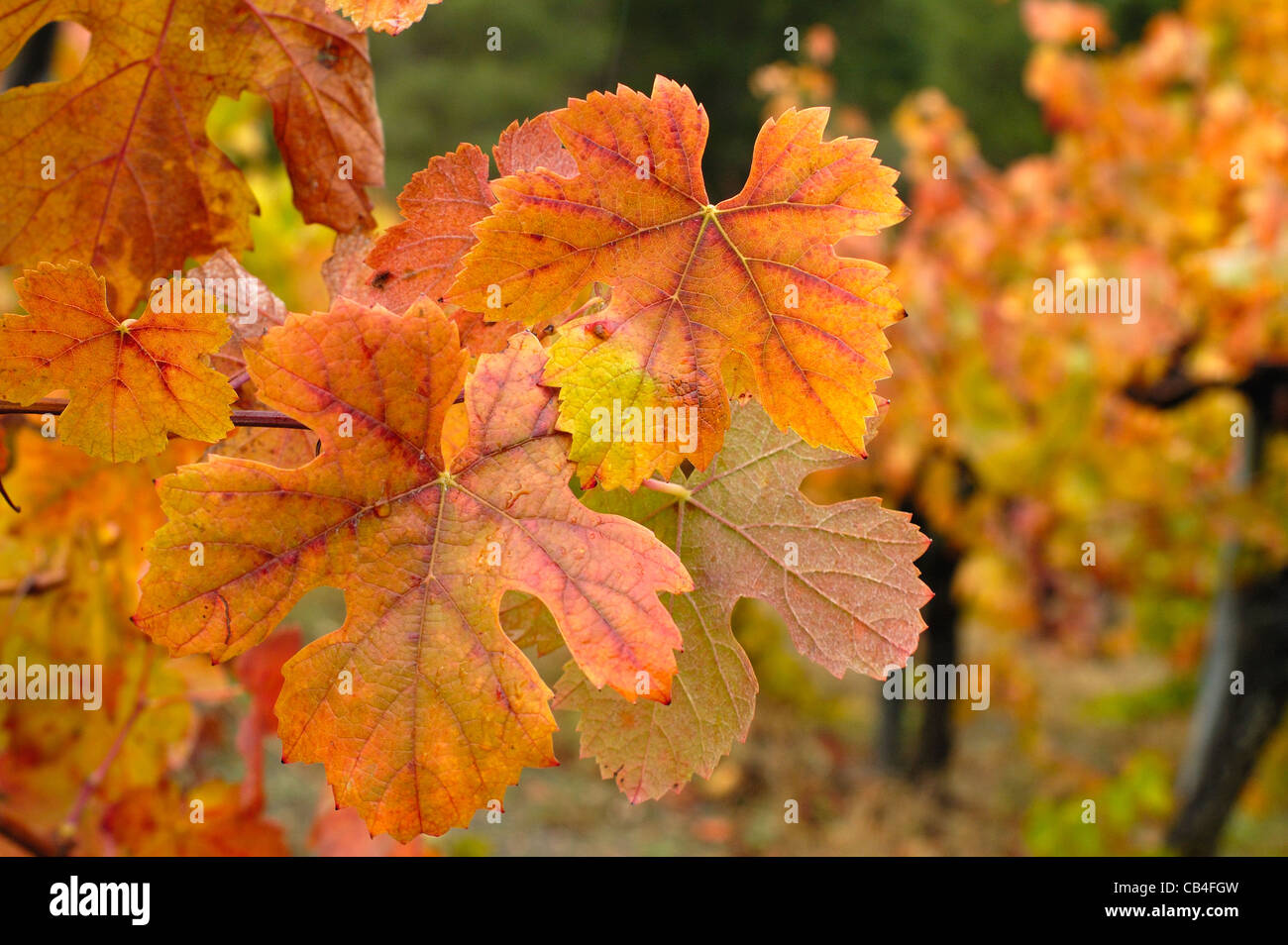 Vineyard in autumn. Quiroga, Lugo, Galicia, Spain Stock Photo - Alamy