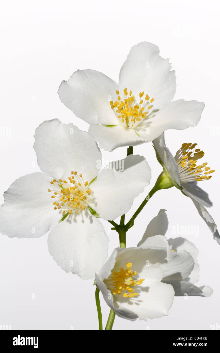 Jasminum officinale hi-res stock photography and images - Alamy