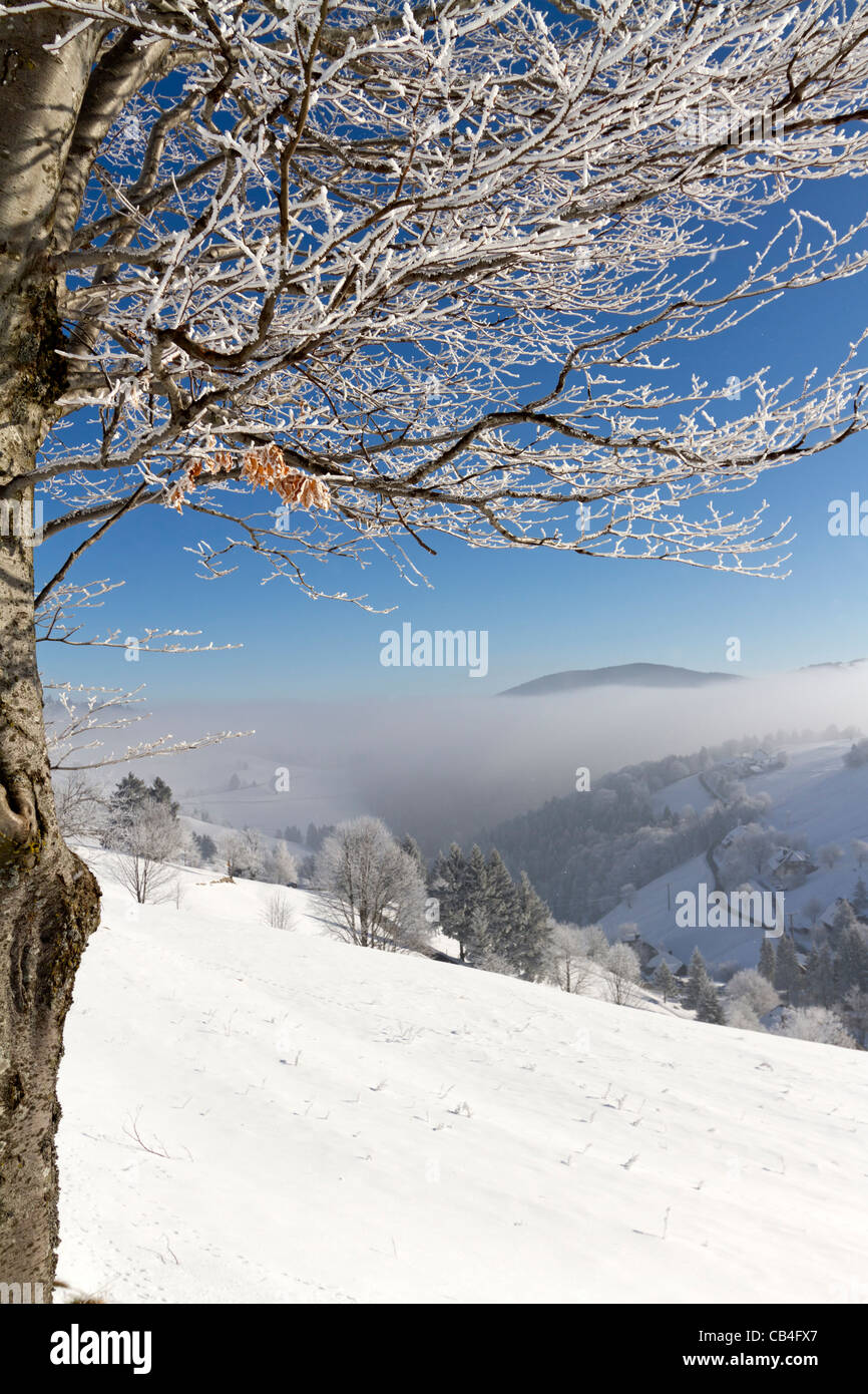 Hoarfrost tree hi-res stock photography and images - Alamy
