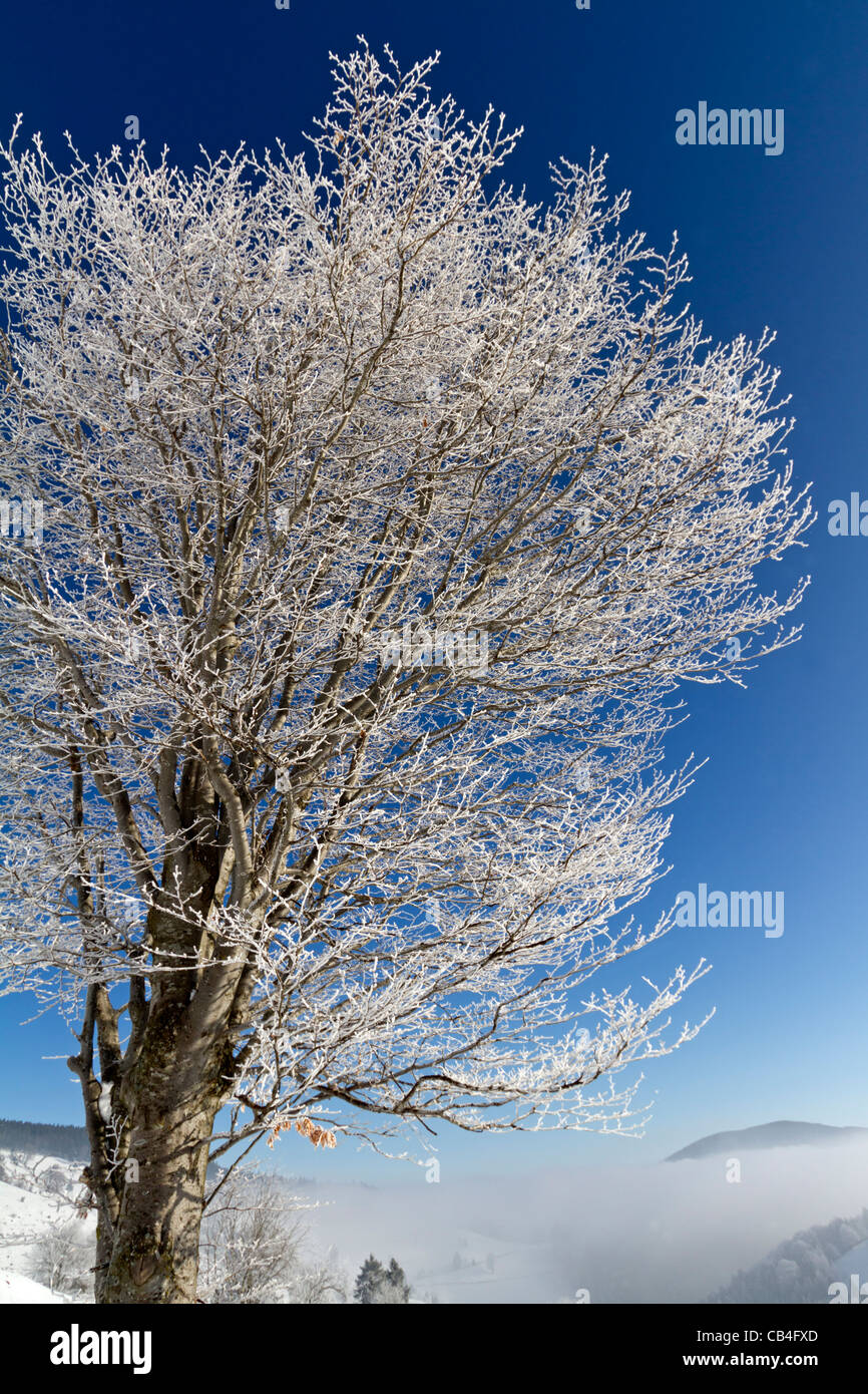 Hoarfrost scenery hi-res stock photography and images - Alamy