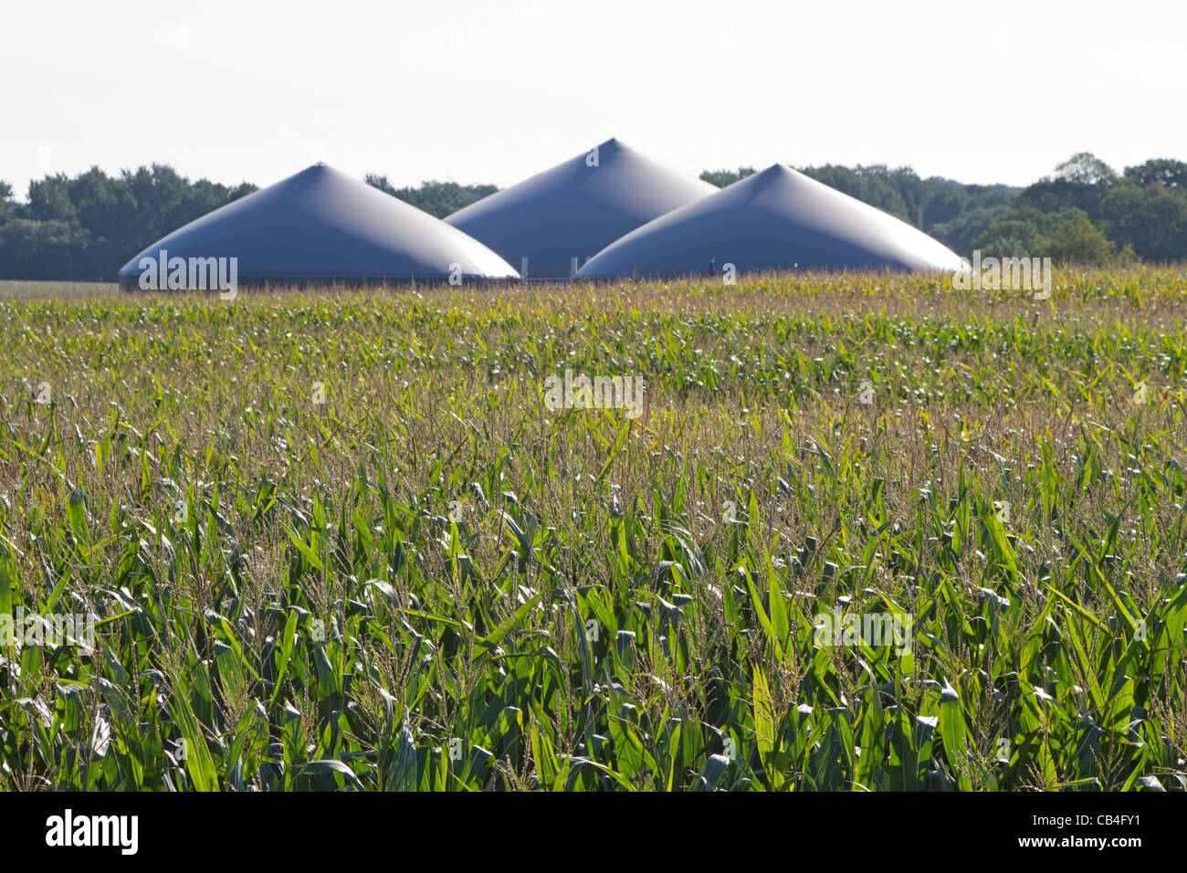 Maize field with Biogas plant Stock Photo - Alamy