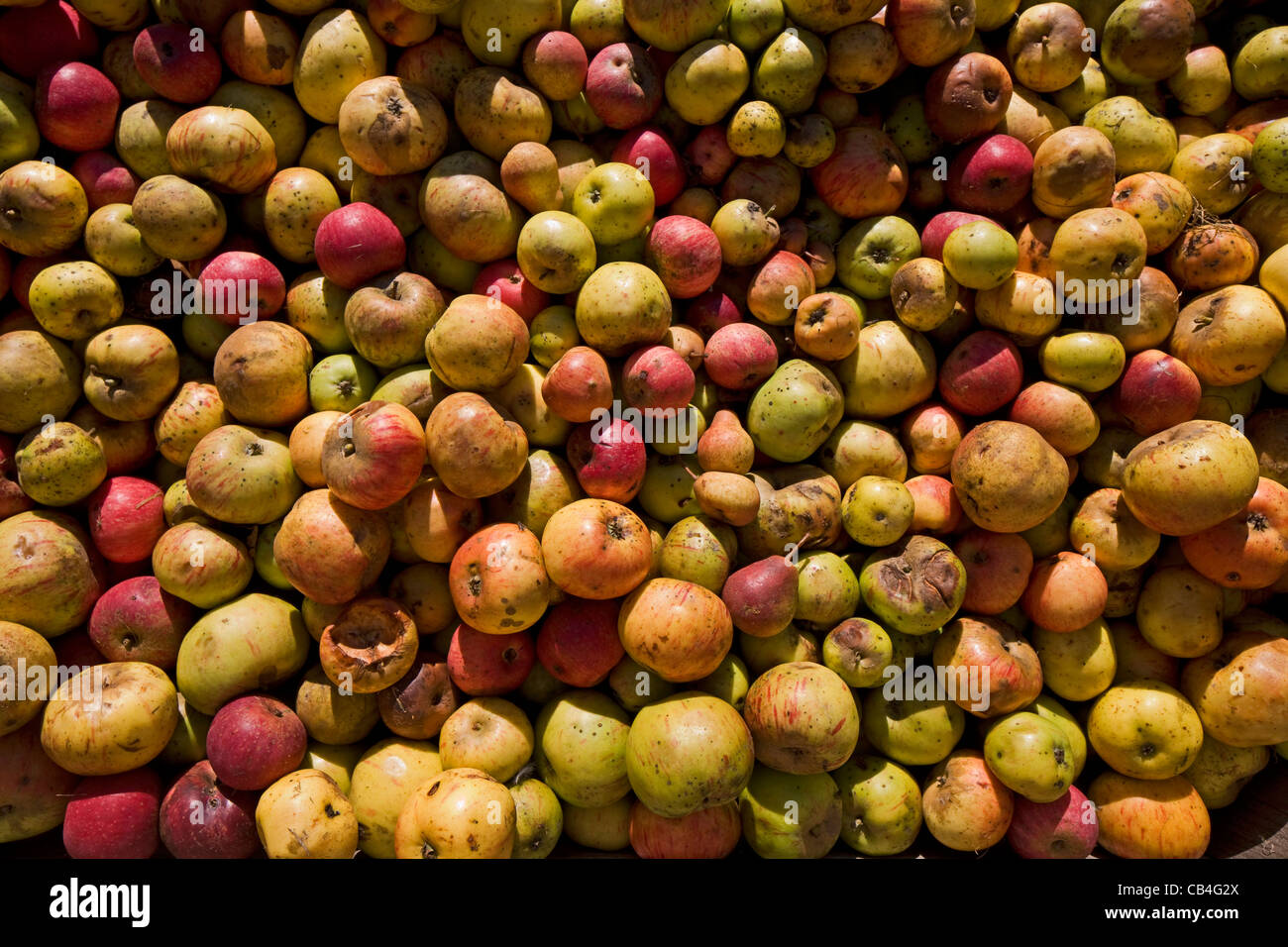 Pile of harvested fallen apples from orchard for the production of ...