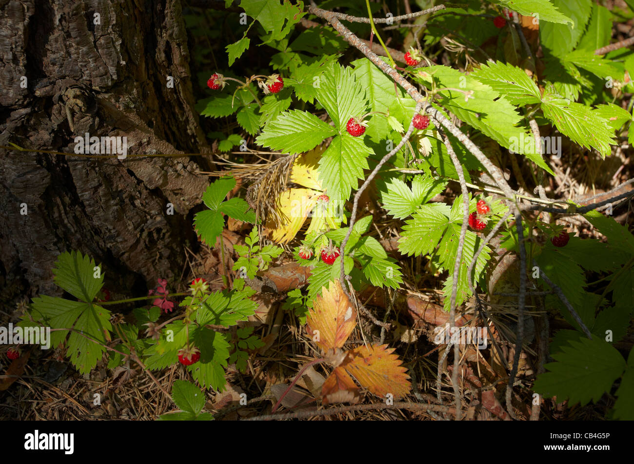 Wild strawberry, woodland strawberry, alpine strawberry (Fragaria vesca ...