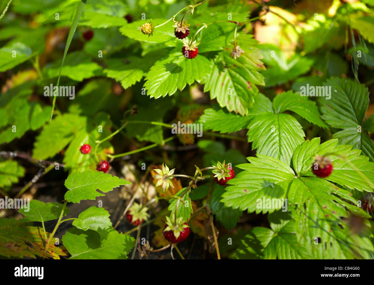 Wild strawberry, woodland strawberry, alpine strawberry (Fragaria vesca ...