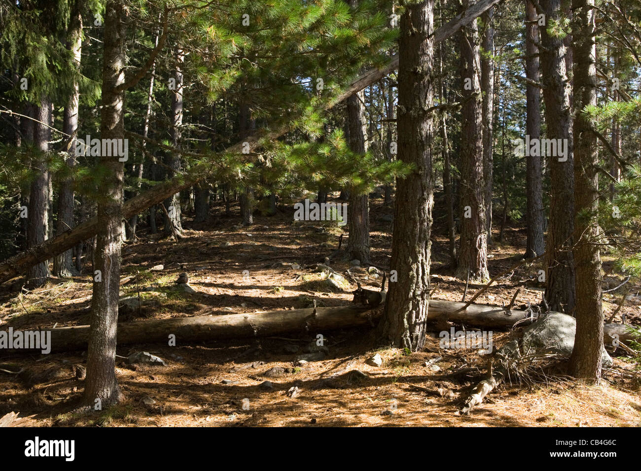 Forest in Pirin mountain National Park, Balkans, Bulgaria Stock Photo ...